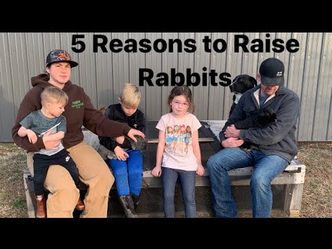 5 Reasons You Should Raise Rabbits - YouTube