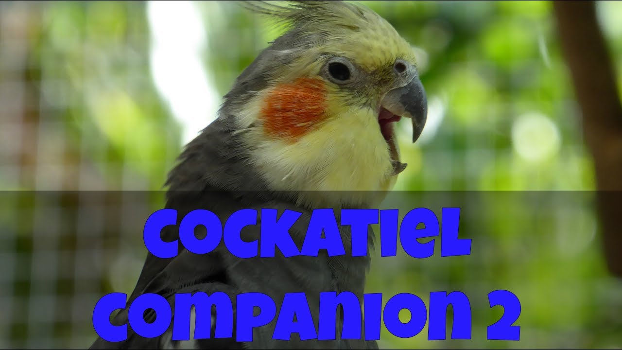 Cockatiel Companion 2 (60 minutes of Cockatiel Sounds for your Pet ...