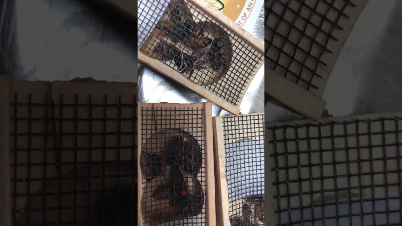 Queen Honey Bee’s”Crying”?? - YouTube