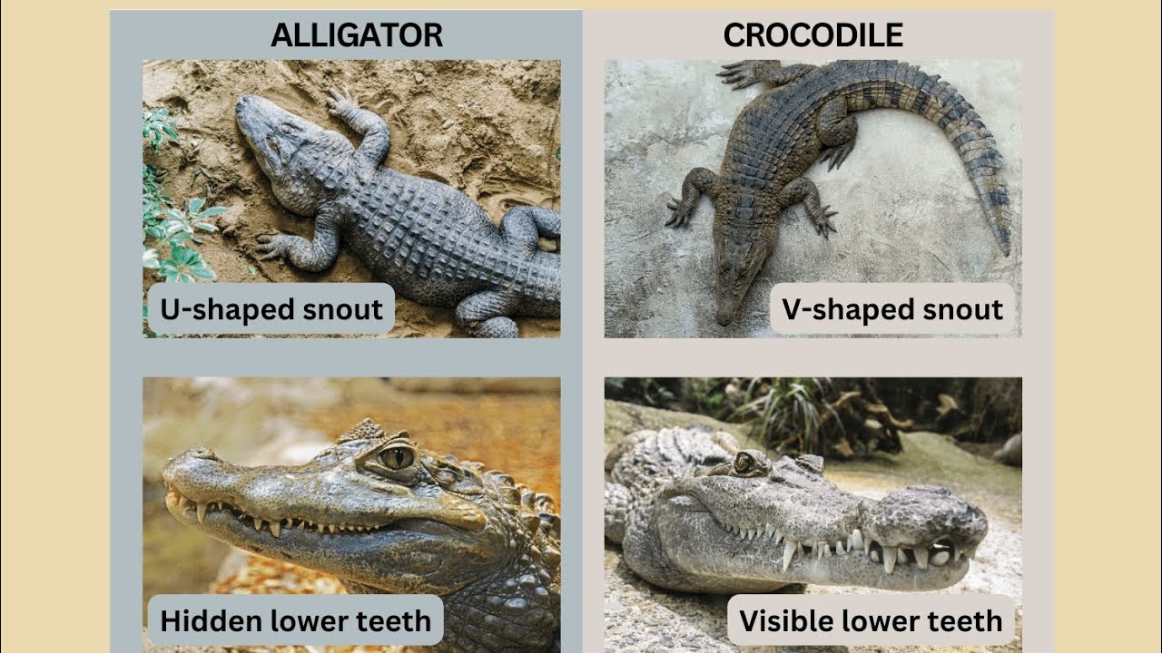 Crocodiles vs Alligator: The Evolution Marvels - YouTube