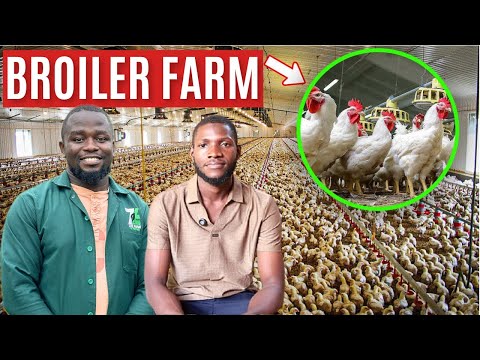 How I Make Millions from BROILER CHICKEN Farming | Step by Step Guide”
