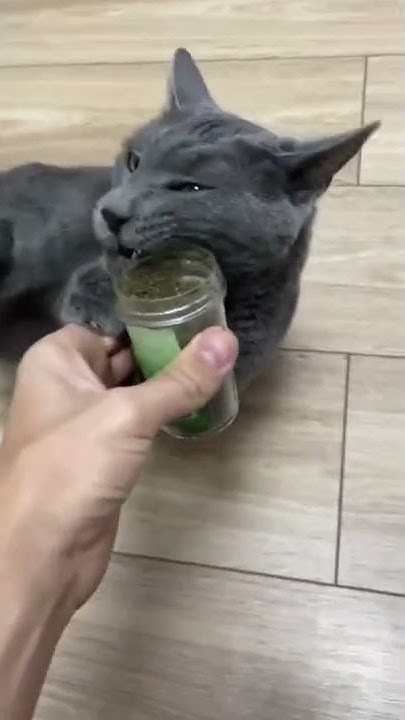 Cat is going crazy with the catnip container! - YouTube