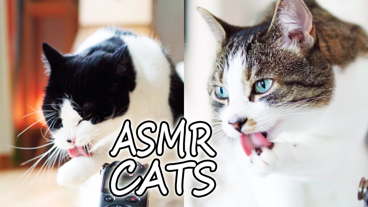 🎧 ASMR Cats Grooming #49 - YouTube