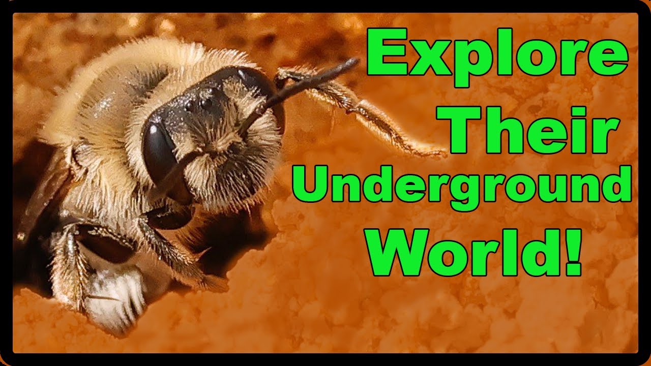 Exploring the Fascinating World of Ground Nesting Bees! - YouTube Music