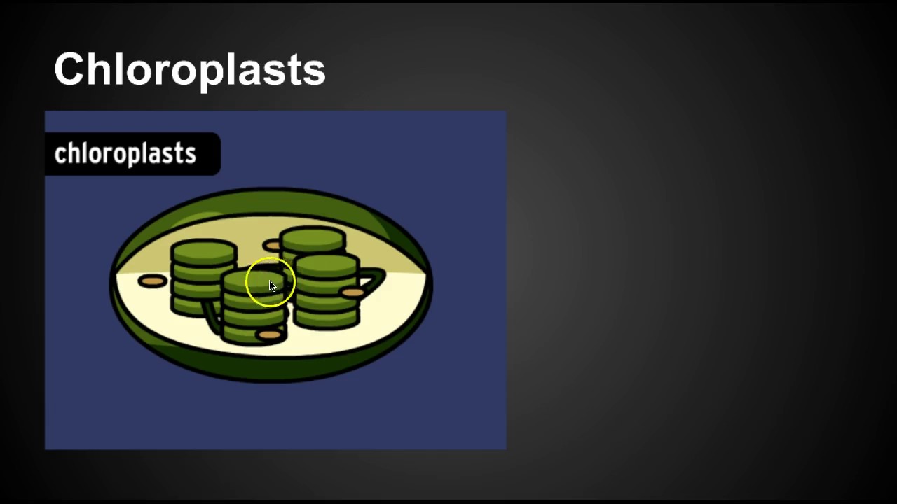 Cornell Notes: Photosynthesis Review - YouTube