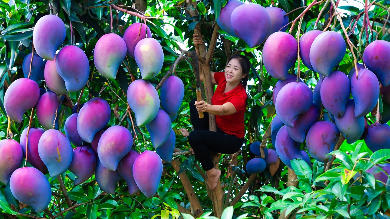 Harvesting purple Mango & Goes To Market Sell | Gardening And Cooking | Lý Tiểu Vân - YouTube