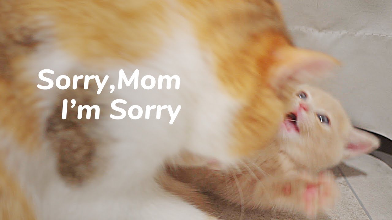 Angry Cat Mom, Beat Kitten with Beats. Super Funny - Day 45 @ Baby ...