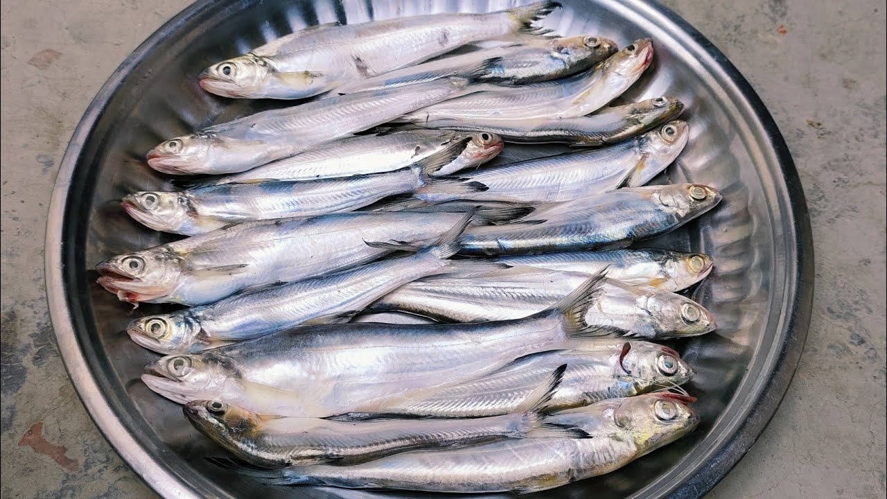 Bachwa Machhhli Kaise banaye || Bachwa Machhhli banane ka sahi tarika ...