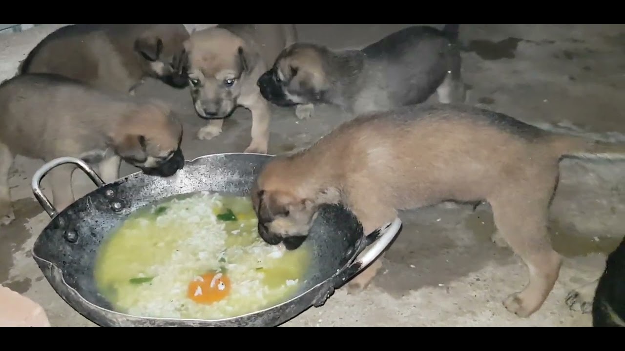 Go to help and save poor puppies and feed the mama - YouTube