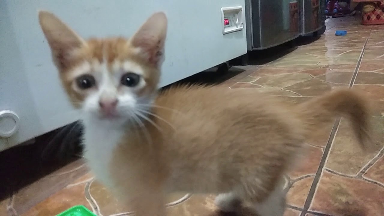 kucing belajar maen hp - YouTube