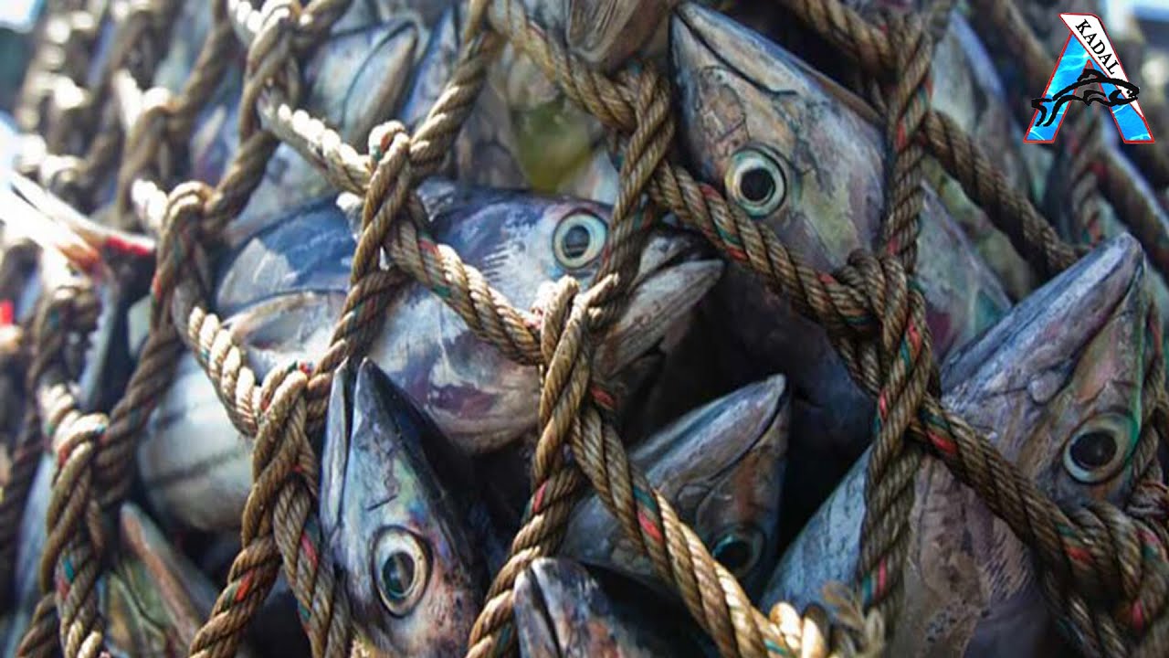 Automatic Long Net Fishing And Traditional Marine Nets. The best ...