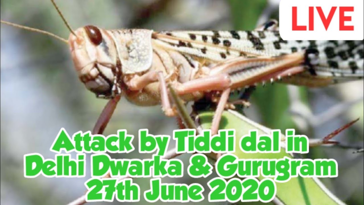 Tiddi dal attack in dwarka 27th June 2020 | Tiddi dal attack Gurugram ...
