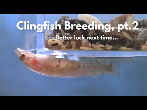 BREEDING CLINGFISH update + some COOL AMPHIPODS - YouTube