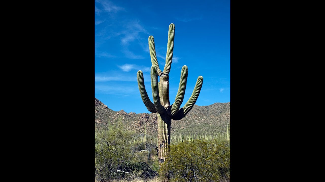 Cactus Simulator 2022 Full play through #Shorts - YouTube