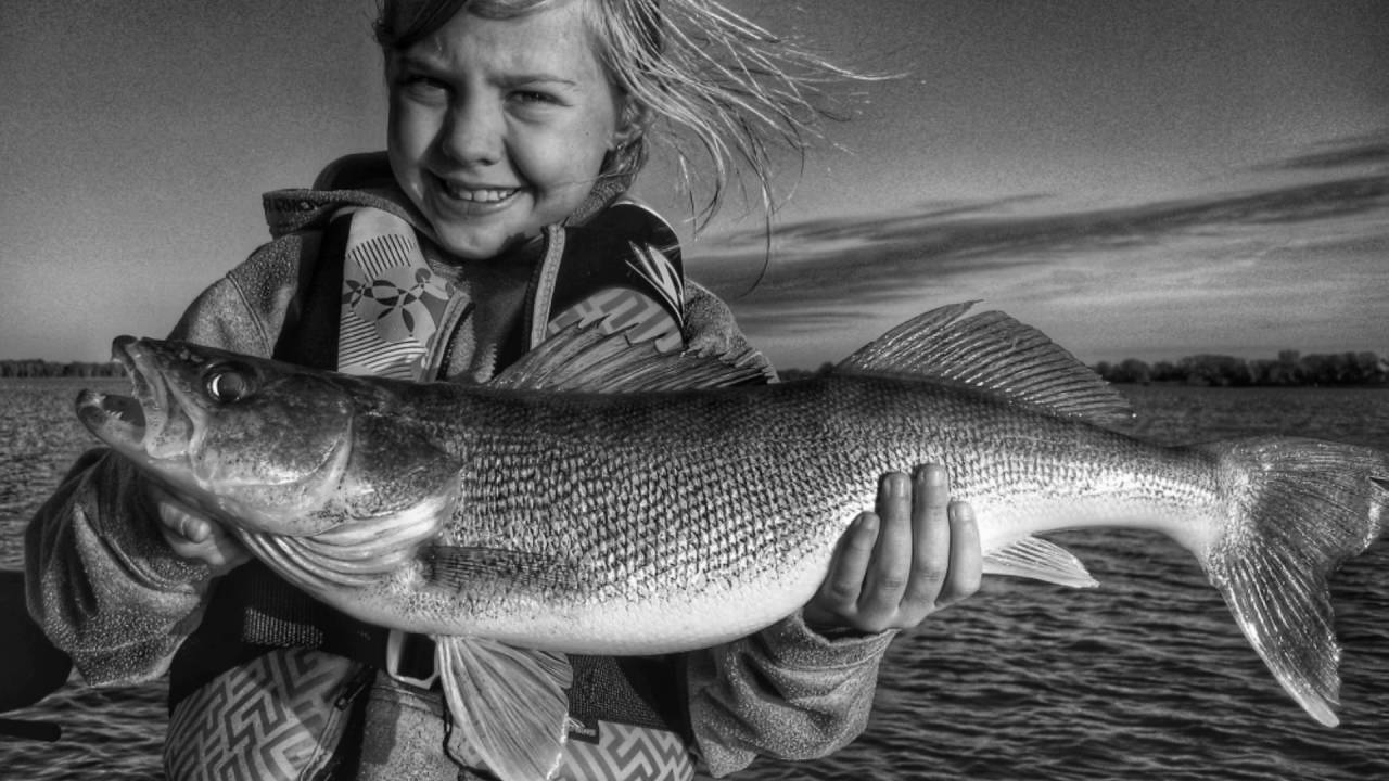 Kansas Walleye Stocking - YouTube