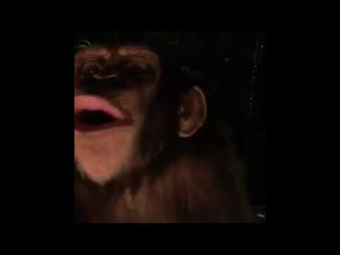 bruh monkey - YouTube