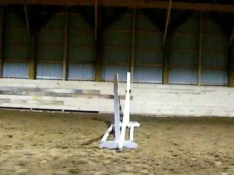 Rosie 3 yr old 17.3hh Hunter Prospect For Sale-Jump