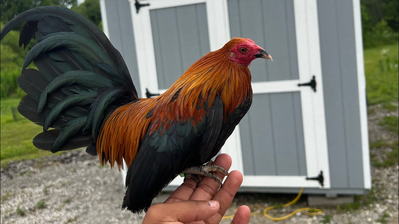 New Old English Game / Azteca Bantams set up is finally finished. EP 4 ...