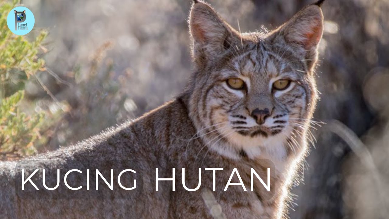 BOBCAT : Kucing bertubuh besar dengan corak unik - YouTube