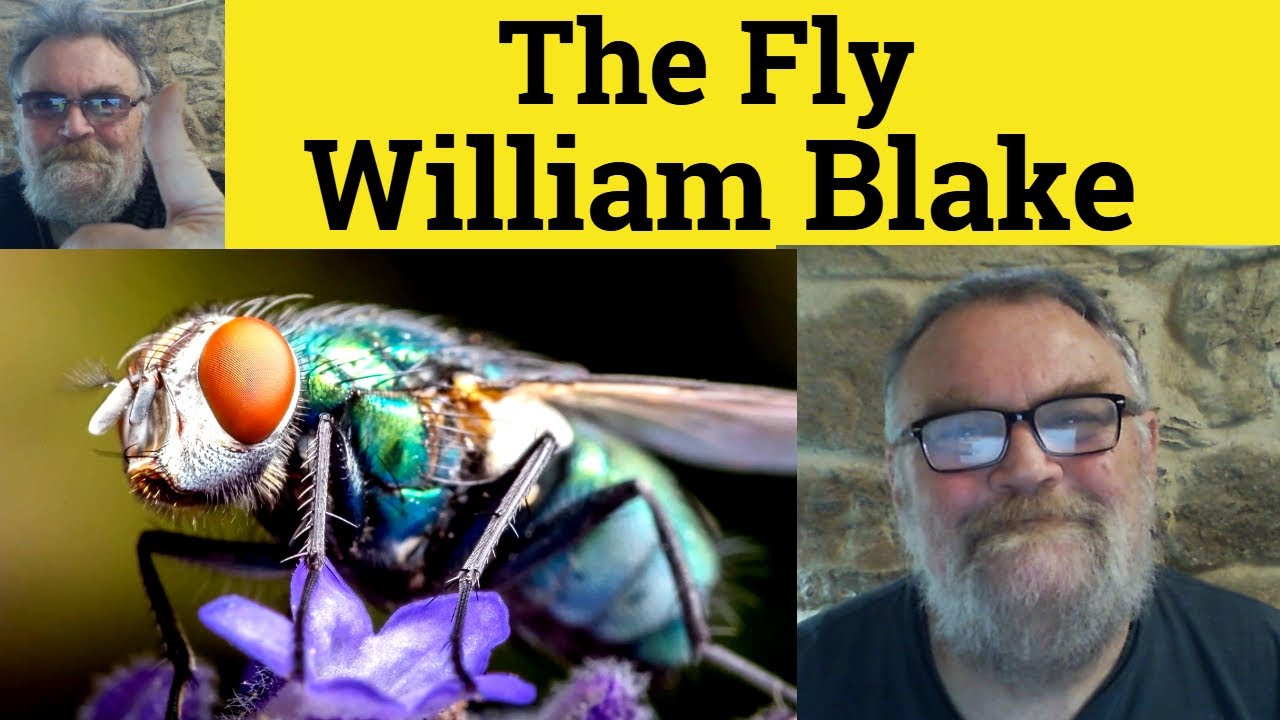 😎 The Fly by William Blake Analysis - The Fly by William Blake Summary ...