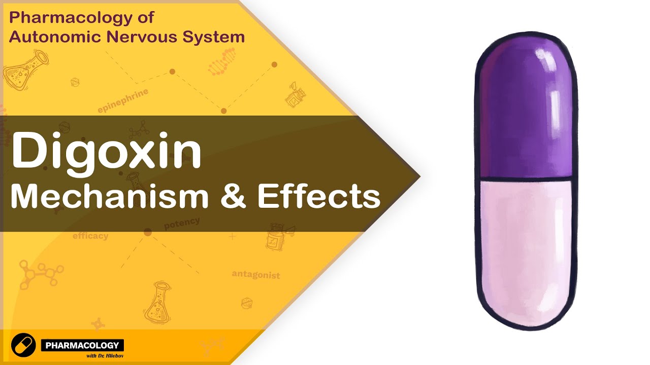 Digoxin Mechanism of Action and Cardiac & Non-cardiac Effects (Part 36 ...