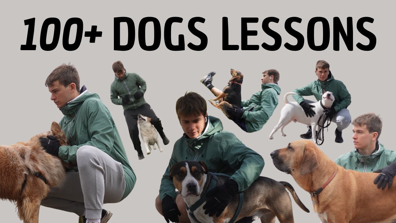 I Trained 100+ Dogs and Found What Works Best - YouTube