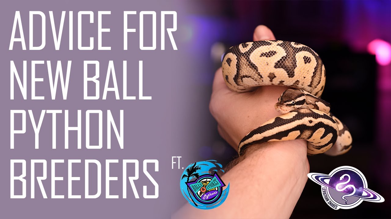 What is a Quality Ball Python? | Advice for New Ball Python Breeders ...