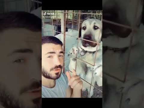 En iyi Kangal Tiktok Videolari #1
