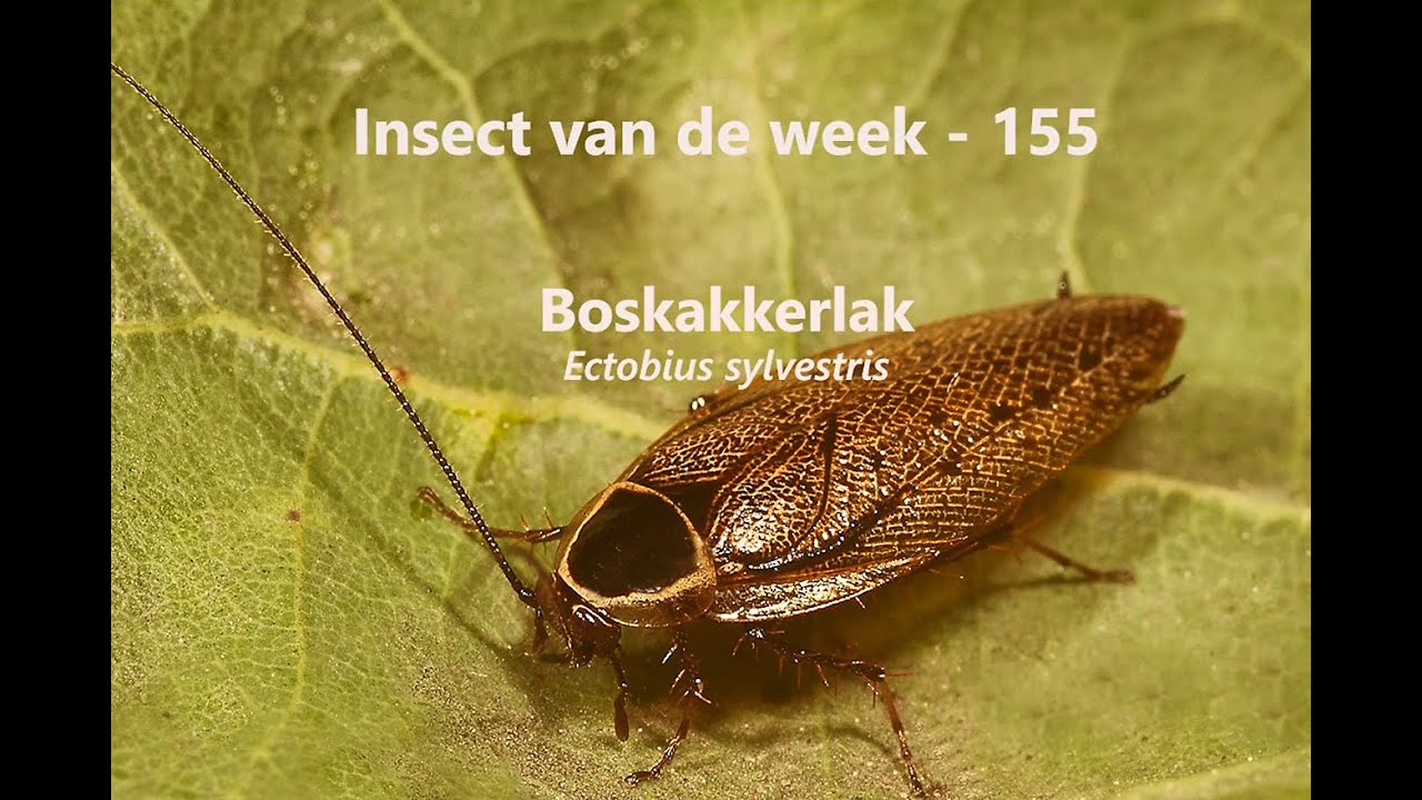 Insect van de Week 155: Boskakkerlak - YouTube