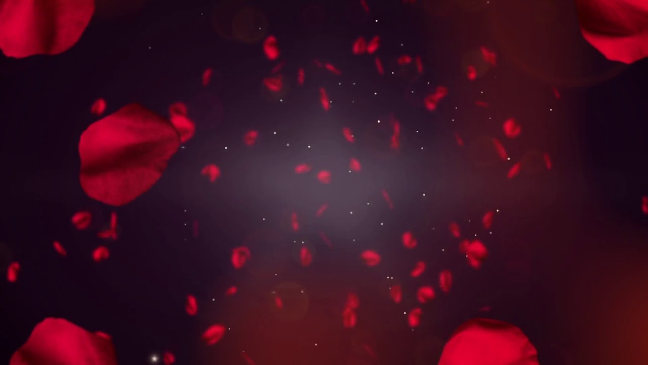 Rose in Video Background New - YouTube