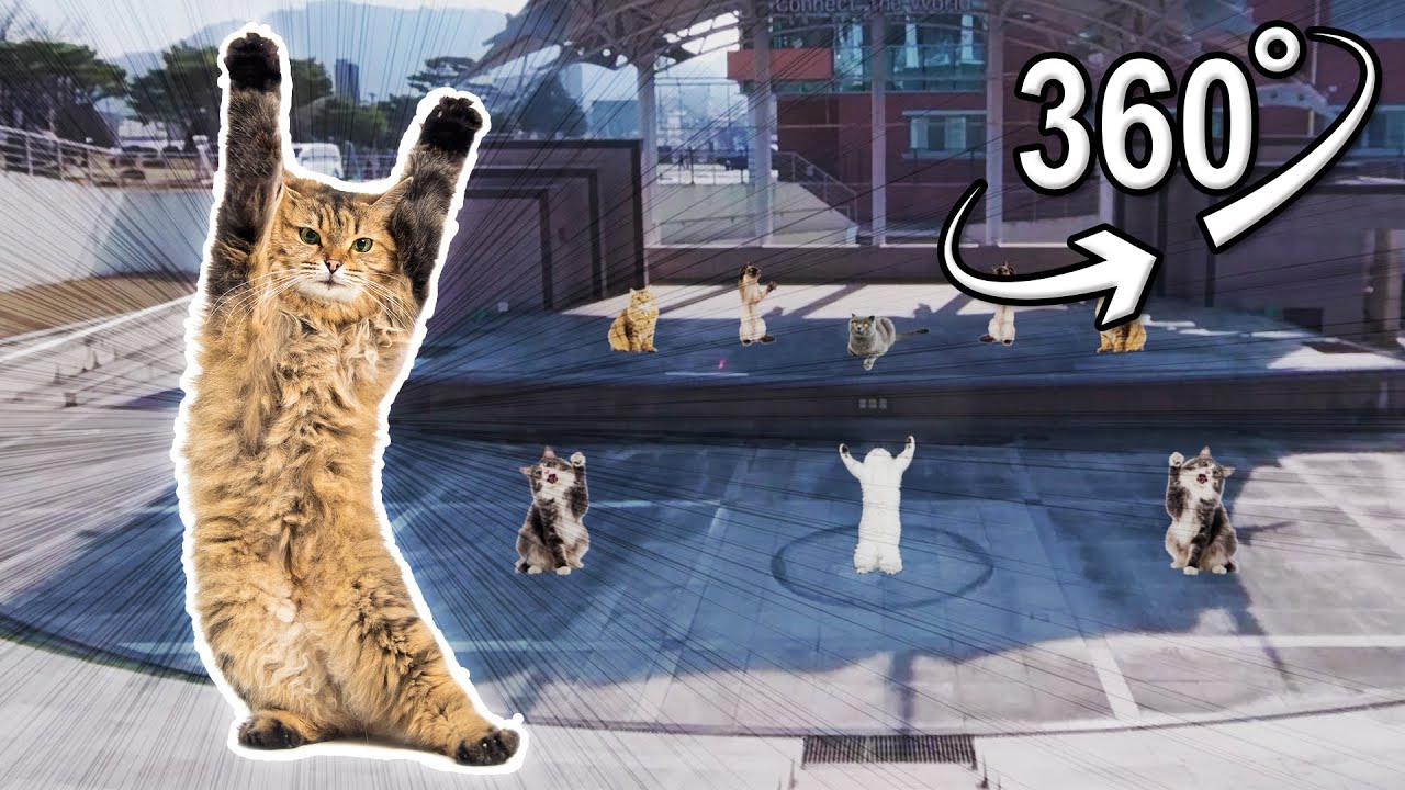a cat dance performance | VR 360° - YouTube