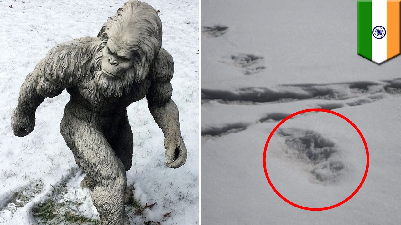 Yeti nyata? Angkatan Darat India klaim temukan jejak kaki misterius ...