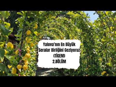 #14 Yalova'nın En Büyük Seralar Birliğini Geziyoruz (TİGEM) - 2.BÖLÜM
