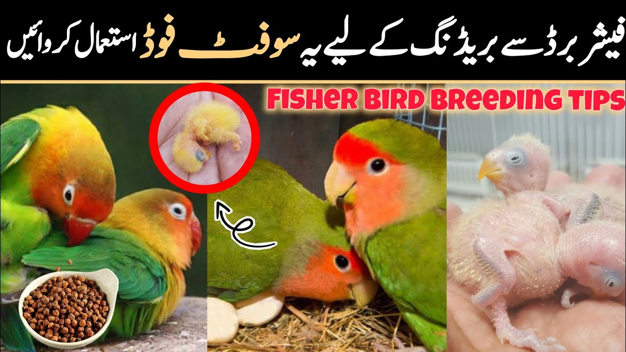 Love birds breeding formula || Fisher breeding formula || Breeding ...