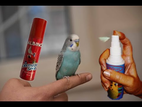 Muhabbet Kuşuna Nasıl Bit Spreyi Sıkılır? (Bunlara Çok Dikkat Edin!)