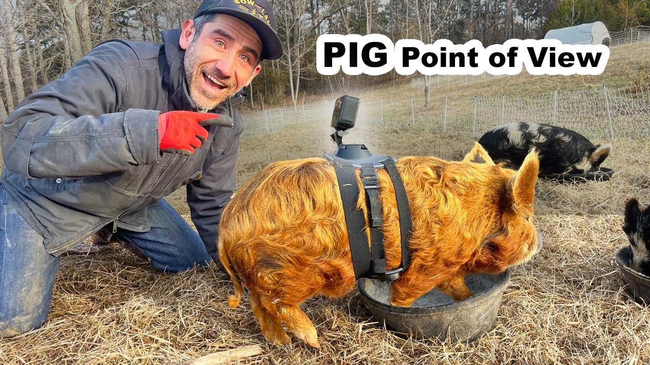 I attached a GoPro Camera to my Farm Pig - YouTube