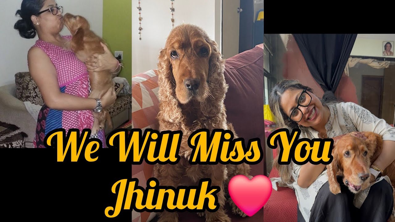 Farewell Jhinuk | Memories with Jhinuk #petmemorial #farewell # ...
