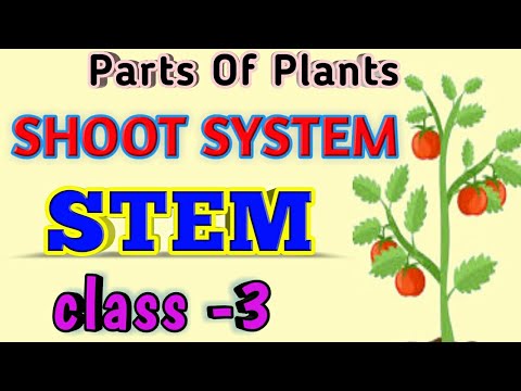 Parts of plants-SHOOT (Stem) Class 3 - YouTube