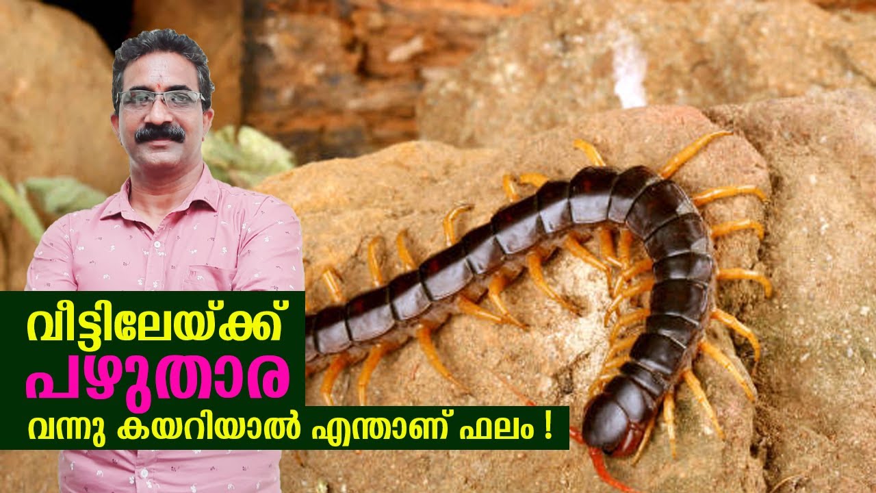 വീട്ടിലേയ്ക്ക് പഴുതാര വന്നു കയറിയാൽ എന്താണ് ഫലം ! PAZHUTHARA JEEVIKAL ...
