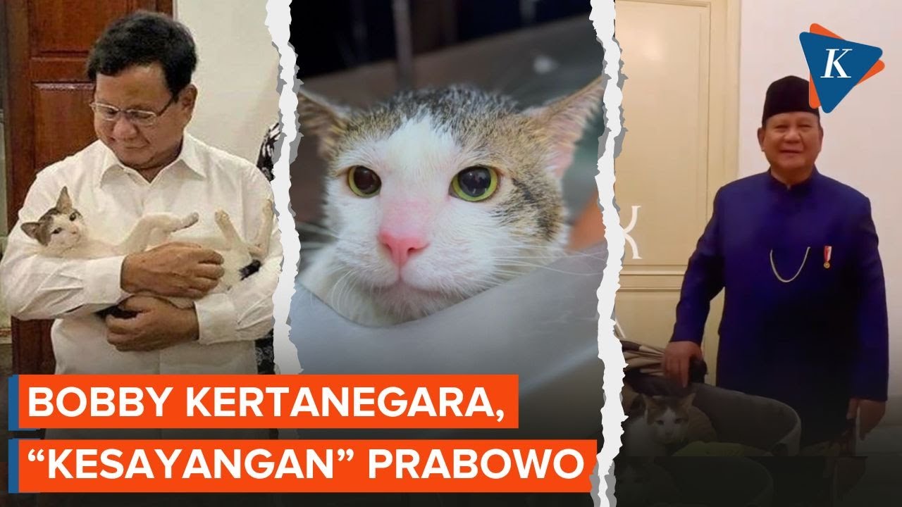 Bobby Kertanegara, Kucing yang Dirawat Prabowo sejak 2017 - YouTube