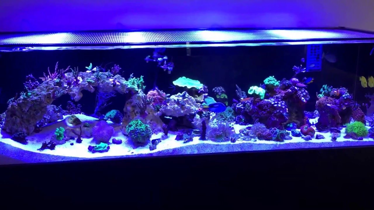 Reef Safe Trigger Fish