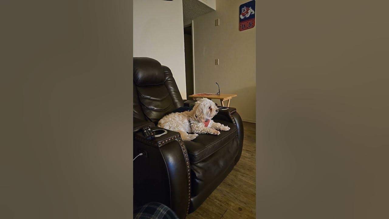 Dog life of maddy. A dog with its own recliner. - YouTube