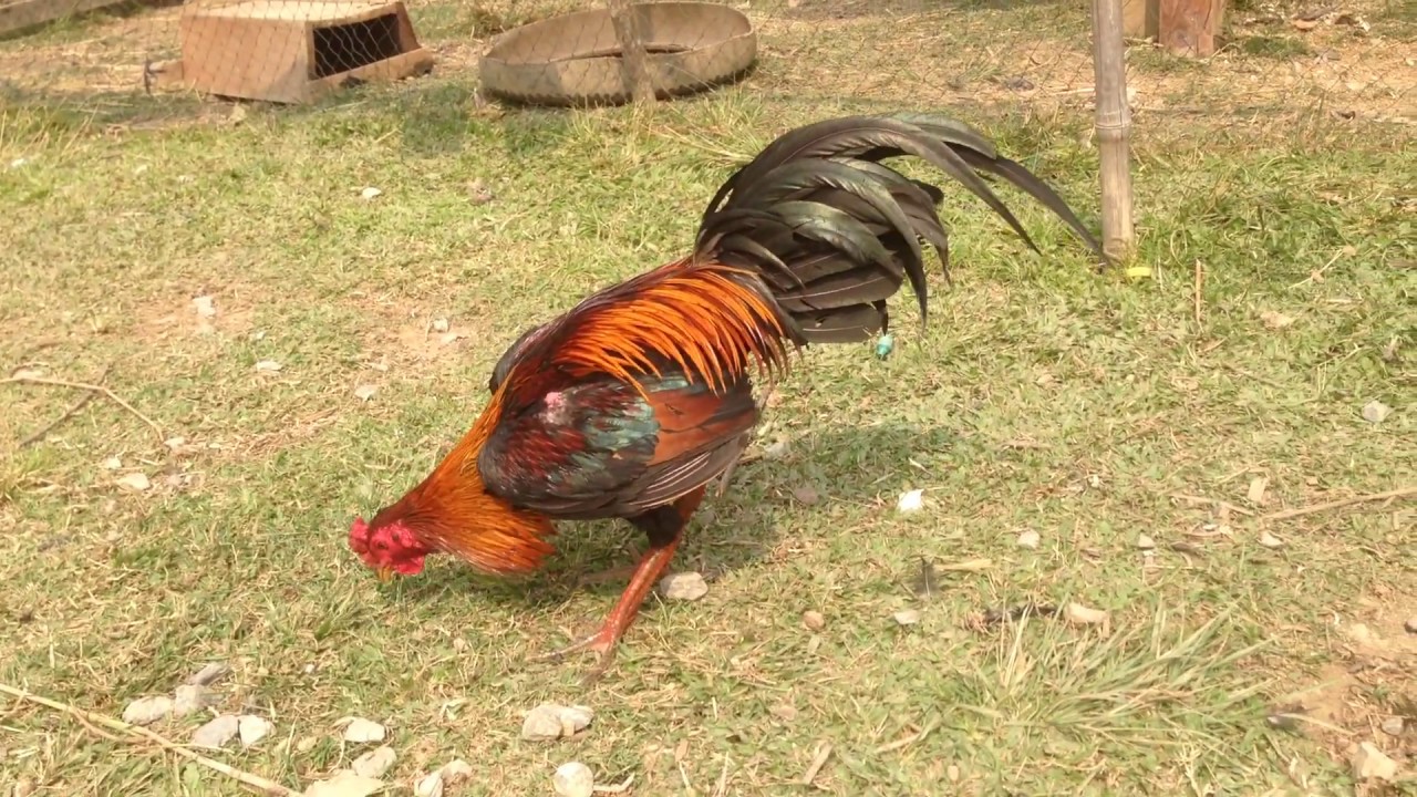 Qaib Pama zoo nkauj - YouTube