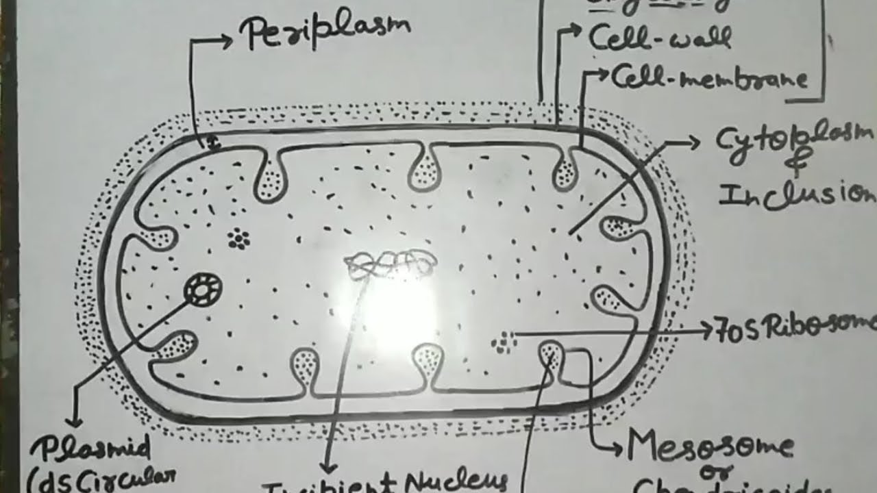 Structure of Eubacterial Cell - YouTube