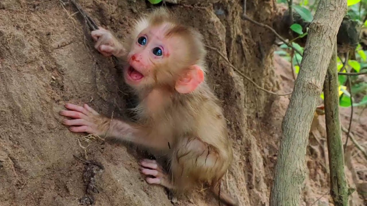 The mom is feeding the little monkey who is hungry for milk. He keeps crying. mom love baby ...