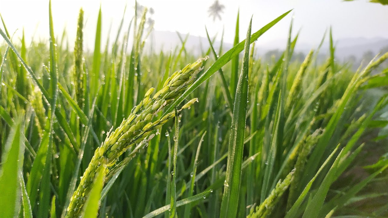 First Stage Of Paddy Crops YouTube first-stage-of-paddy-crops-youtube