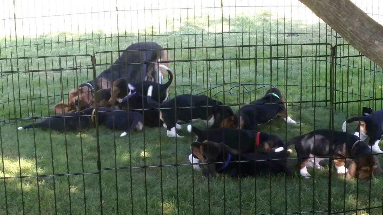 Basset Hound Puppies Play With Mom - YouTube