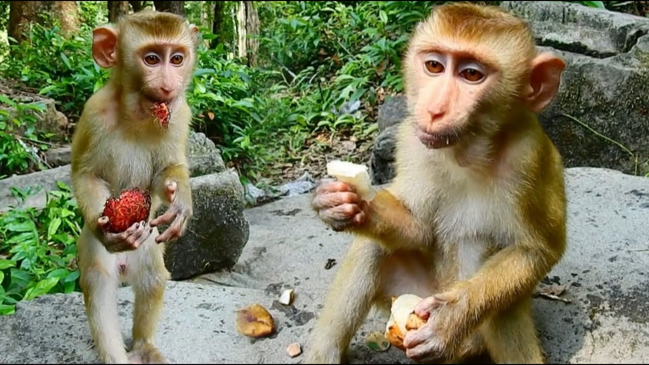 Monkey Niko eating rambutan very full - YouTube