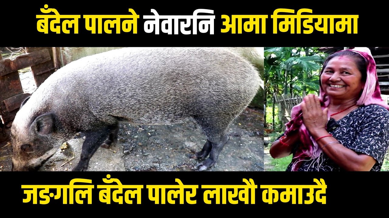 जङगलि बँदेल पालेर लाखाै कमाउने नेवारनि आमा मिडियामा || pig farm in ...