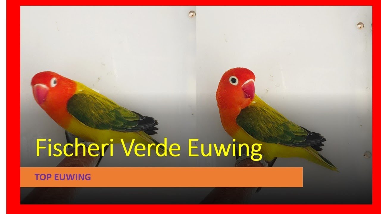 Agapornis FISCHERI OPALINO verde EUWING. TOP Fischeri. - YouTube